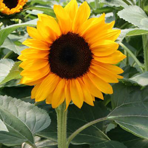 Pinching Sunflowers – New Hill Farms