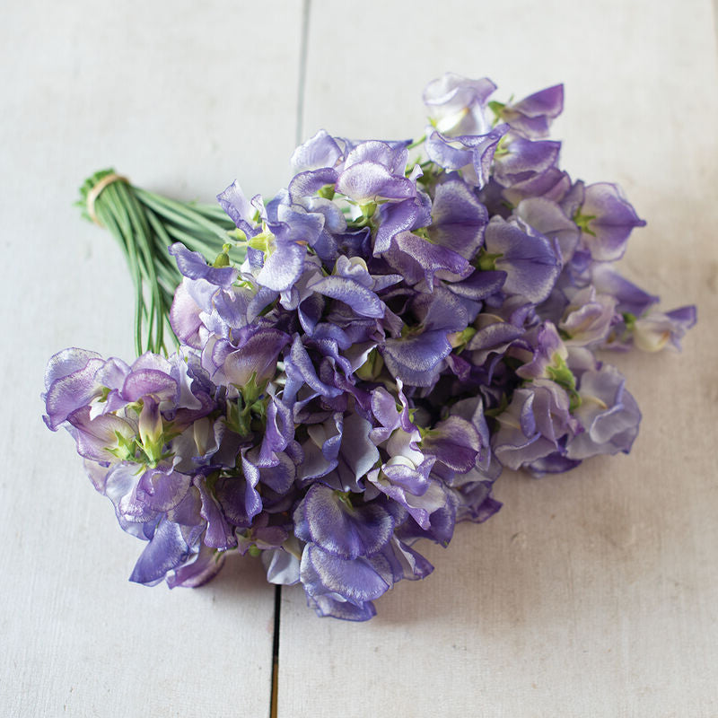 20 Blue Ripple Sweet Pea Flower Seeds – New Hill Farms