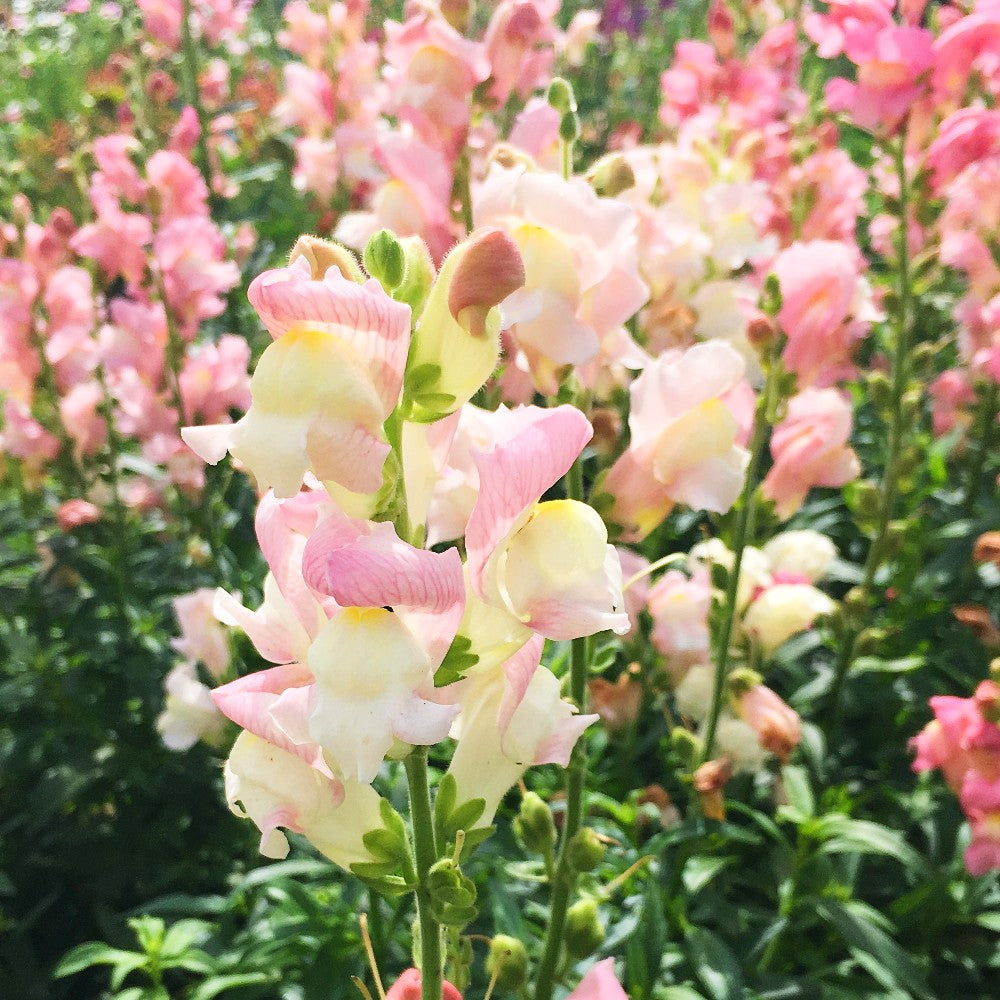 100 Blush Hybrid Snapdragon Flower Seeds – New Hill Farms