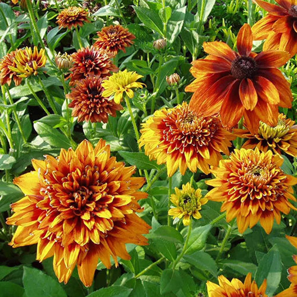 25 Cherokee Sunset Rudbeckia Flower Seeds – New Hill Farms