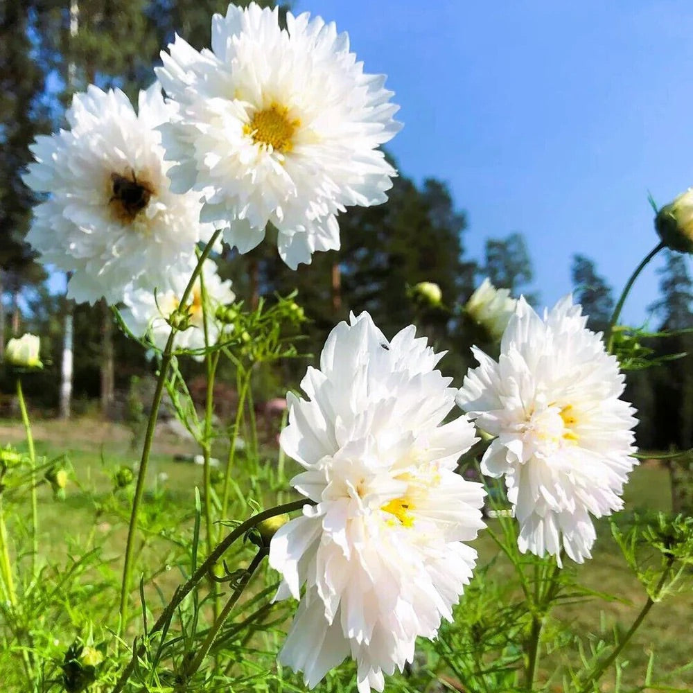 25 Double Click Snow Puff Cosmos Flower Seeds – New Hill Farms