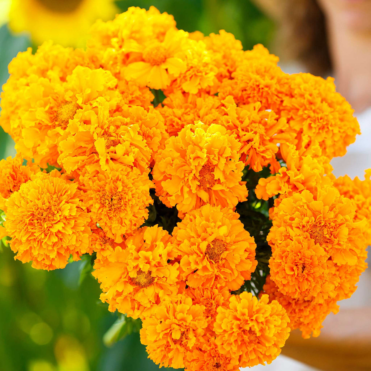 200 Hawaiian Marigold Flower Seeds – New Hill Farms