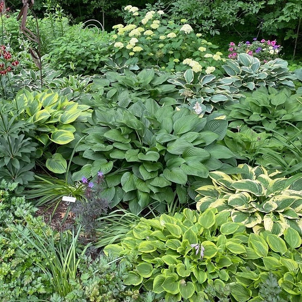 10 Hosta Mixed Variety Seeds – New Hill Farms