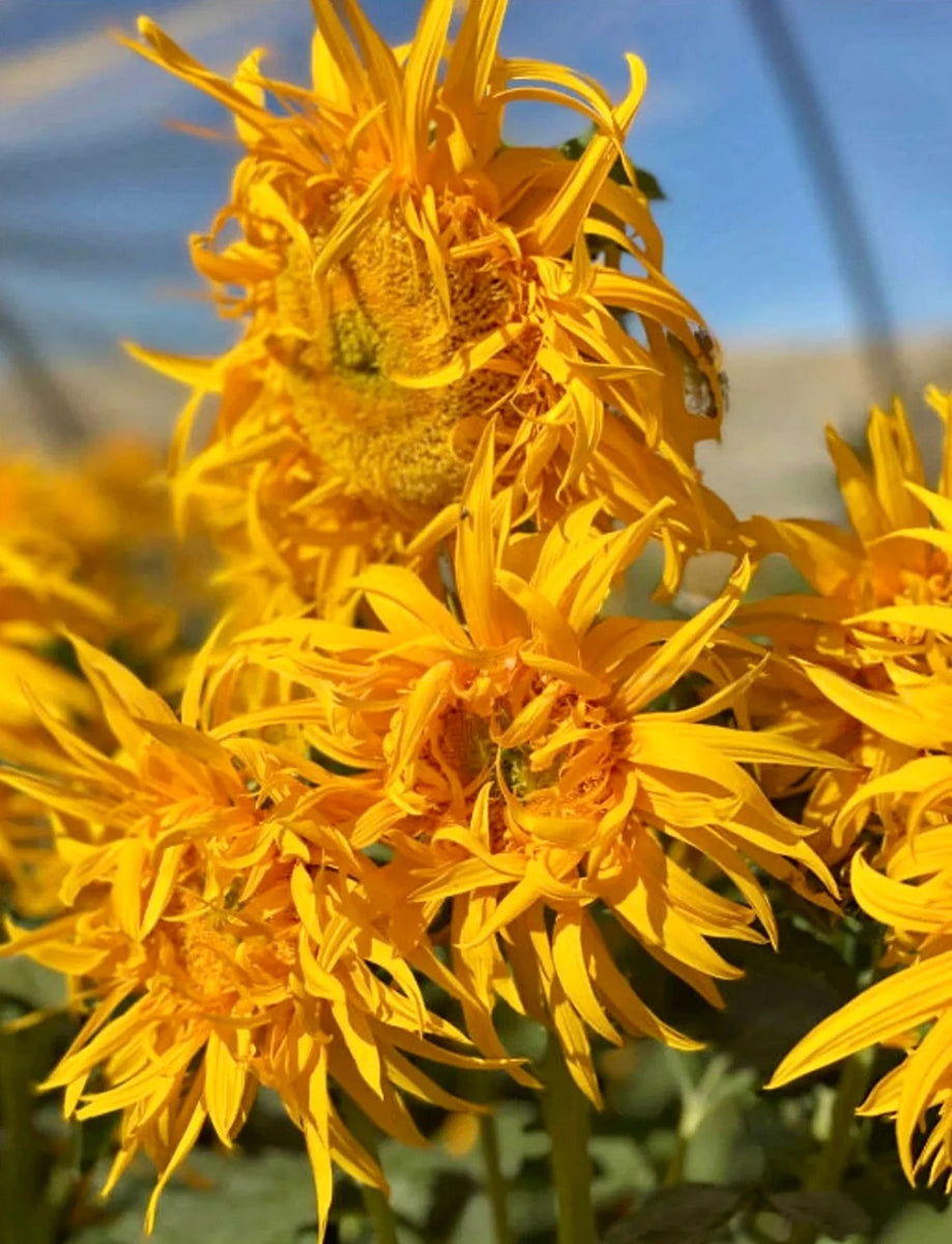 25 Just Crazy Sunflower Seeds – New Hill Farms