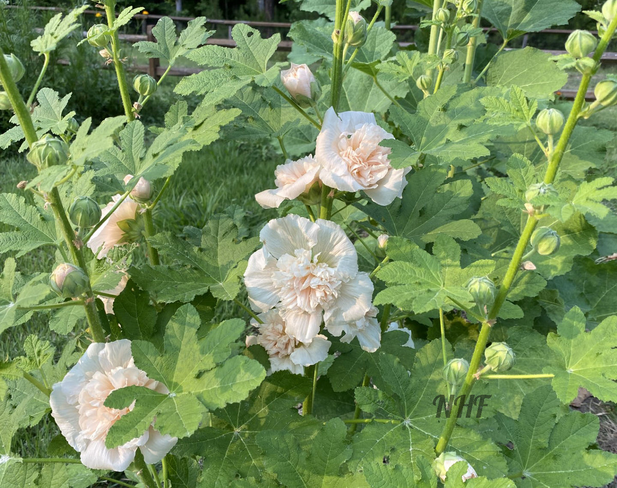 25 Majorette Blush Dwarf Hollyhock Flower Seeds – New Hill Farms