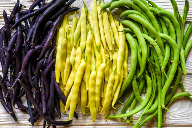 25 Organic Mardi Gras Mixed Color Bush Bean Vegetable Seeds – New Hill ...