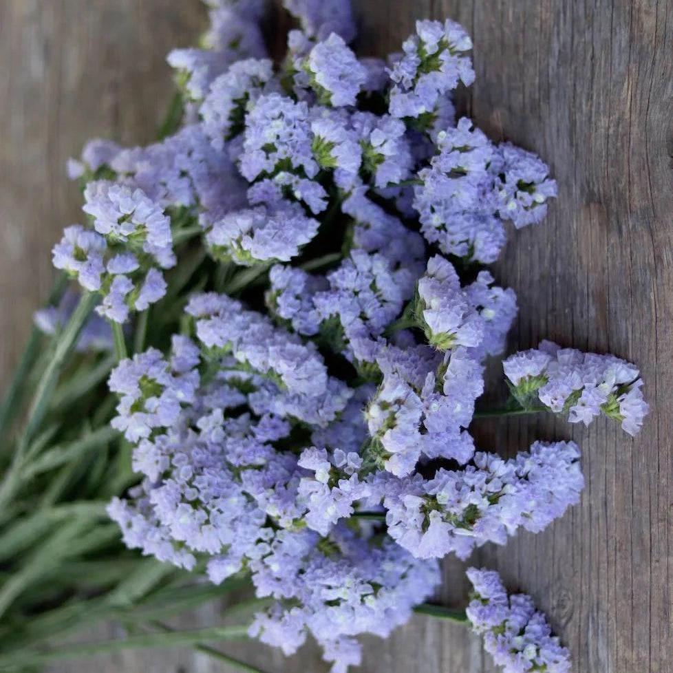 50 Pastel Blue Statice Flower Seeds – New Hill Farms