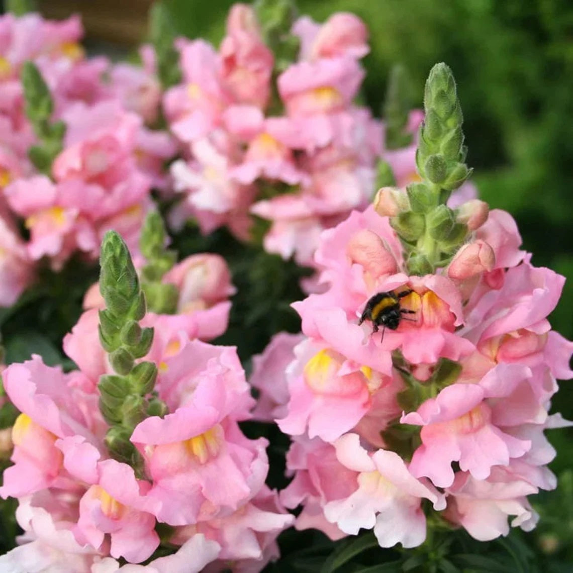 100 Passion Mix Hybrid Snapdragon Flower Seeds – New Hill Farms