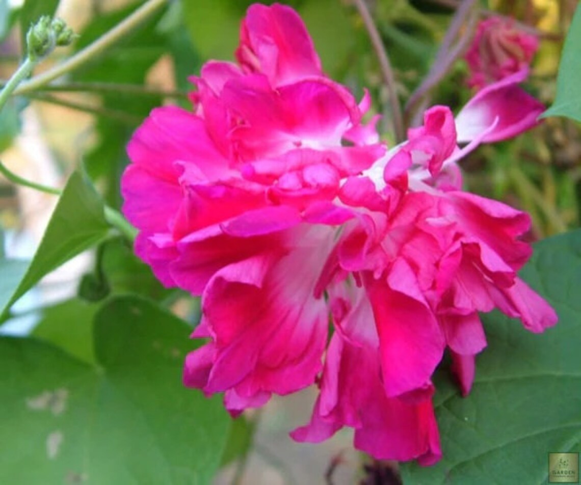 10 Japanese Ruffled Morning Glory Flower Seeds – New Hill Farms