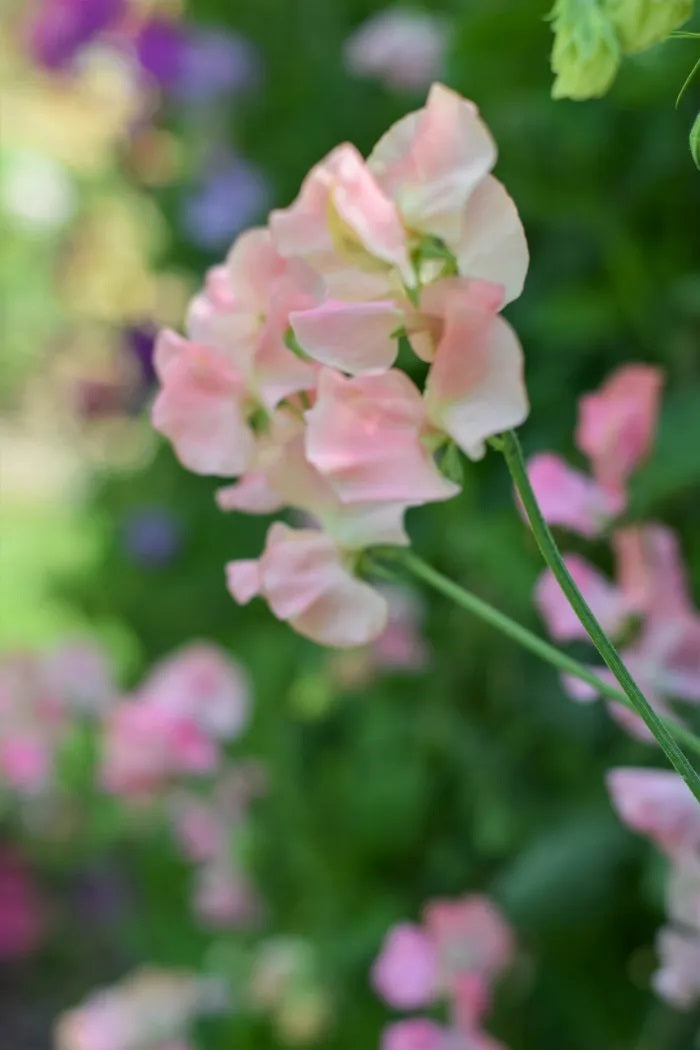 20 Bix Blush Sweet Pea Flower Seeds – New Hill Farms