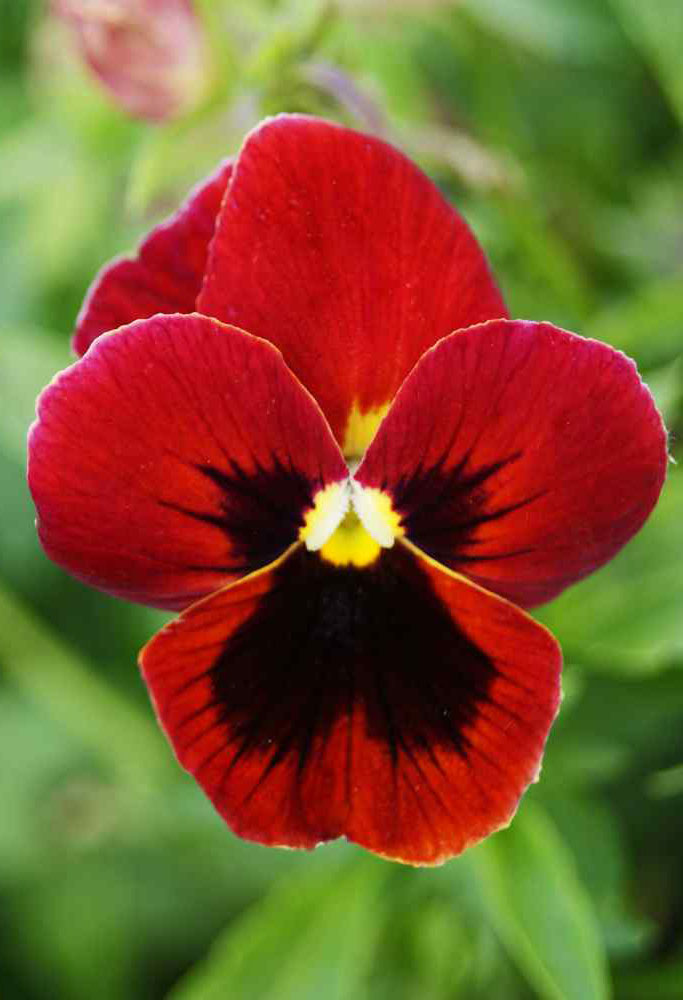 50 Flame Red Swiss Giants Pansy Flower Seeds – New Hill Farms