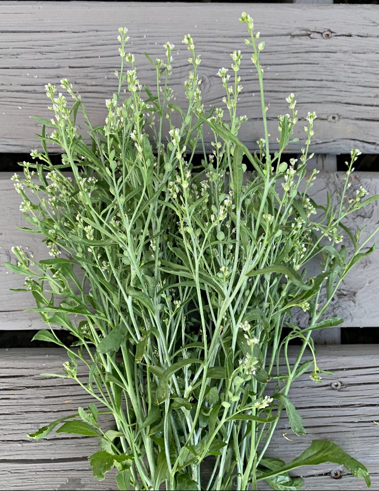 100 Tall Persian Cress Flower Seeds – New Hill Farms