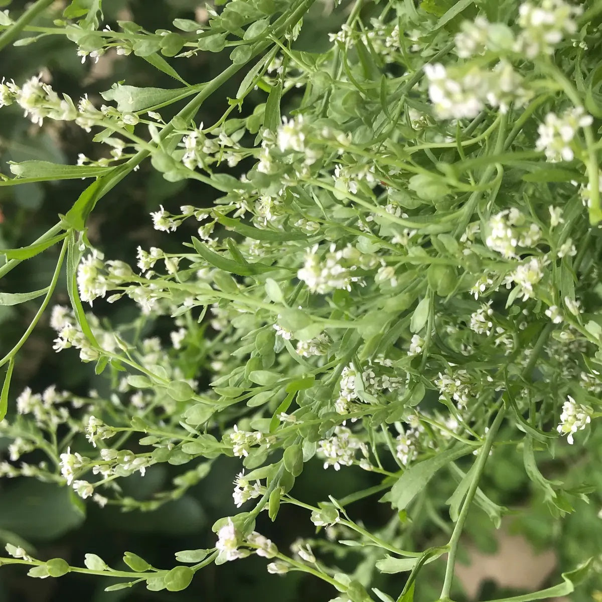 100 Tall Persian Cress Flower Seeds – New Hill Farms