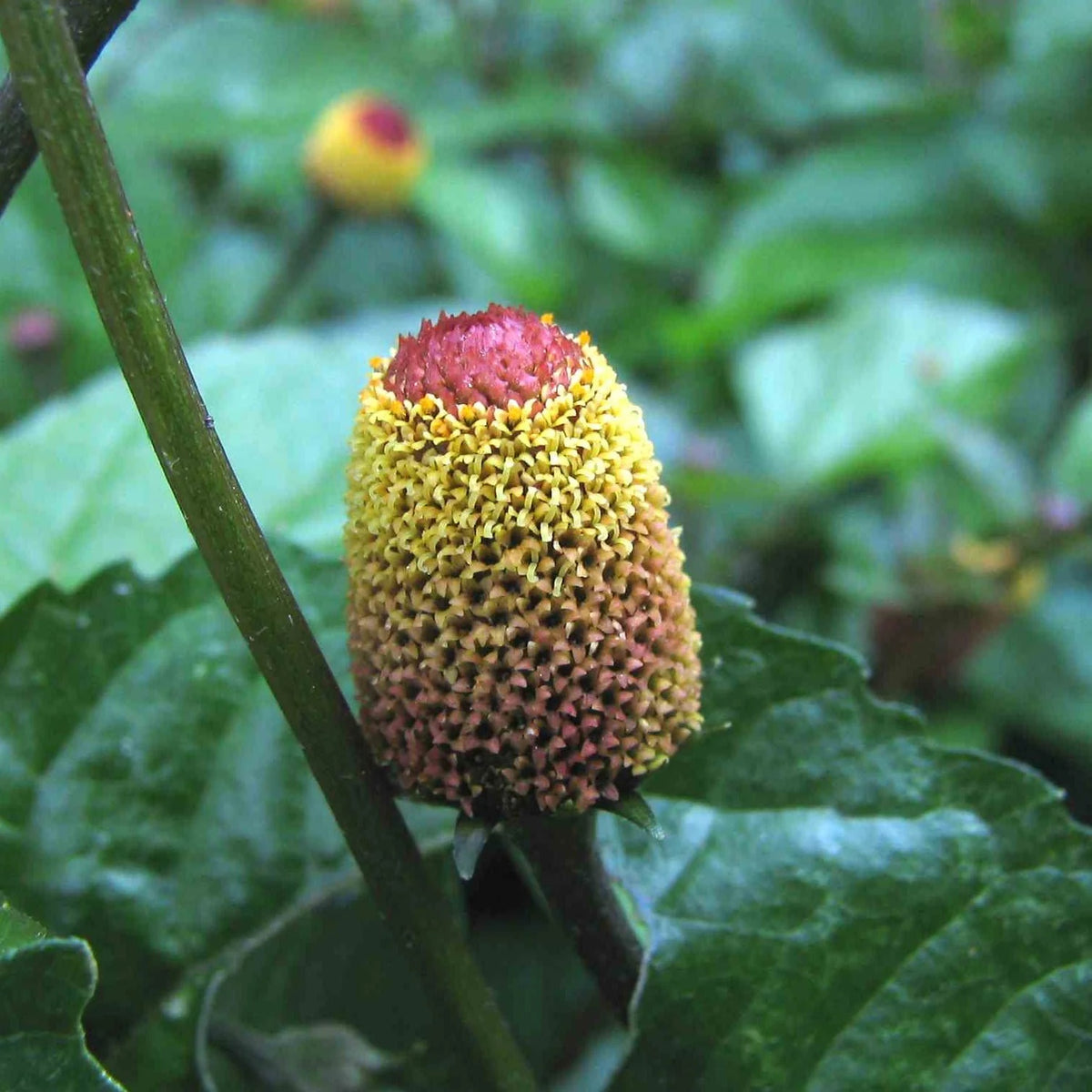 100 Toothache Plant Flower Seeds – New Hill Farms