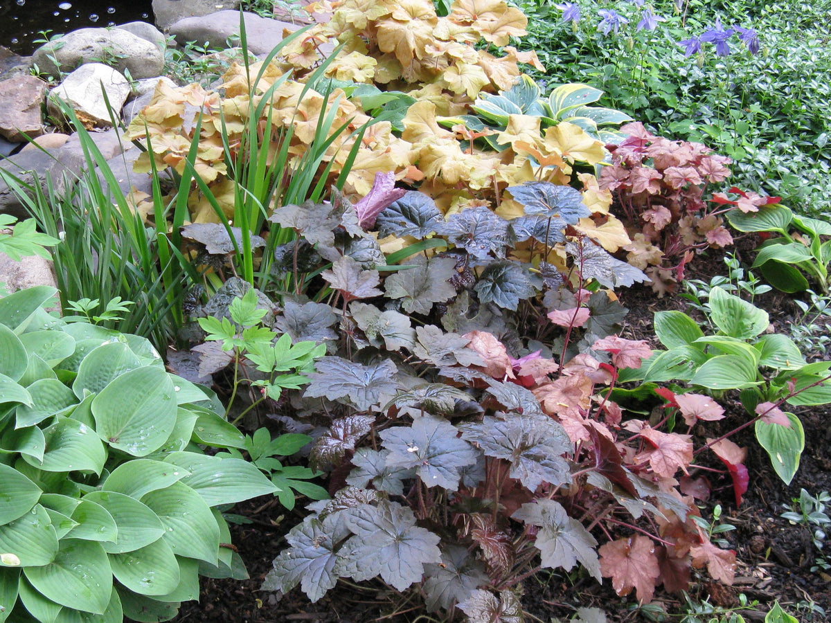 50 Coral Bells Hybrid Mixed Flower Seeds / Hybrid Mixed Heuchera Flowe ...