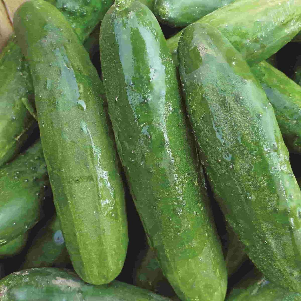 20 Organic Marketmore Cucumber Vegetable Seeds – New Hill Farms