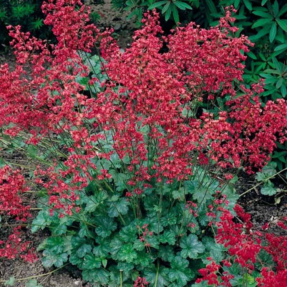 50 Coral Bells "Firefly" Flower Seeds – New Hill Farms