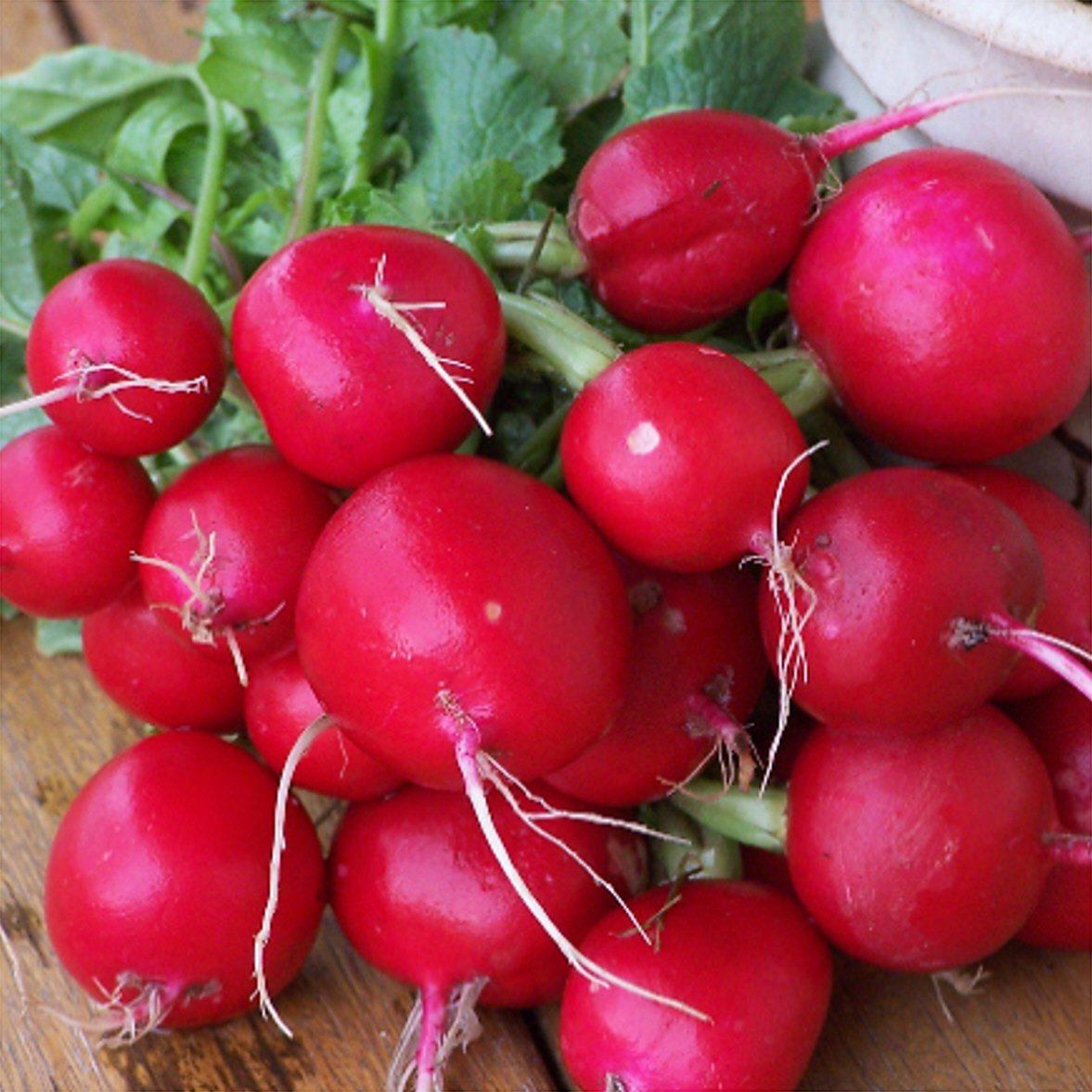 100 Organic Champion Radish Vegetable Seeds – New Hill Farms