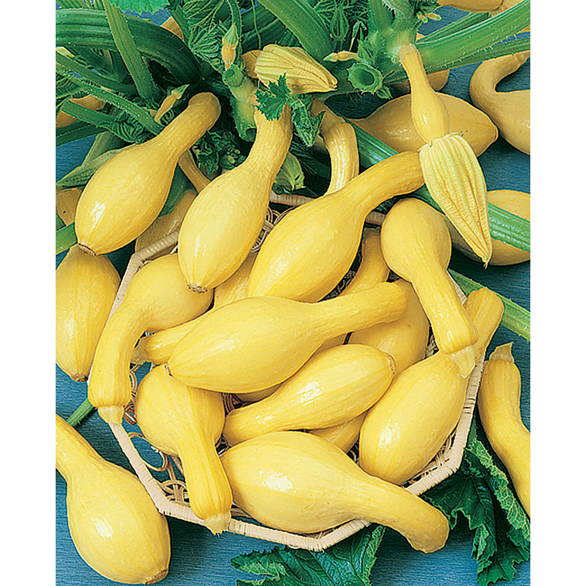 10 Organic Early Summer Crookneck Squash Vegetable Seeds – New Hill Farms