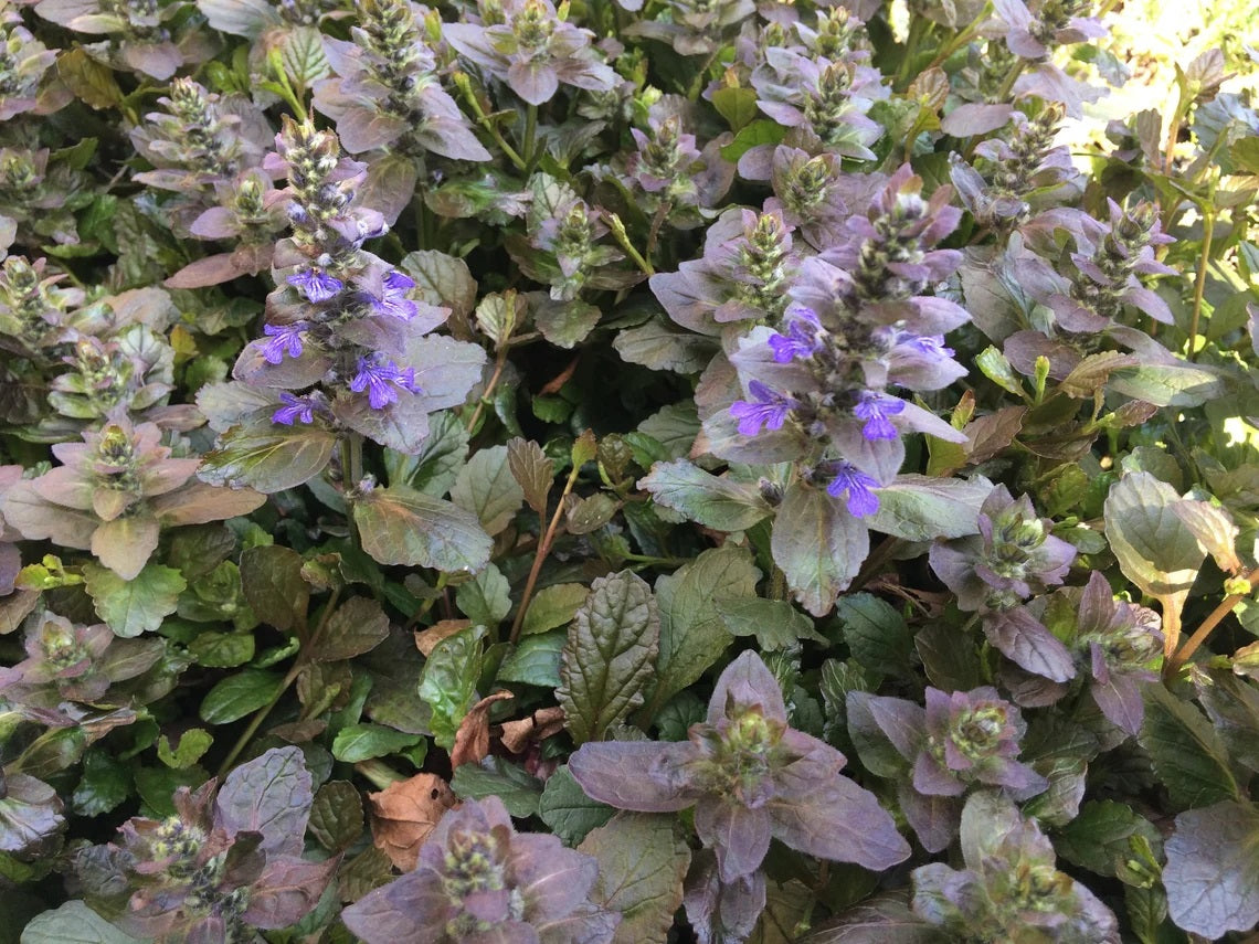 25 Ajuga Flower Seeds – New Hill Farms