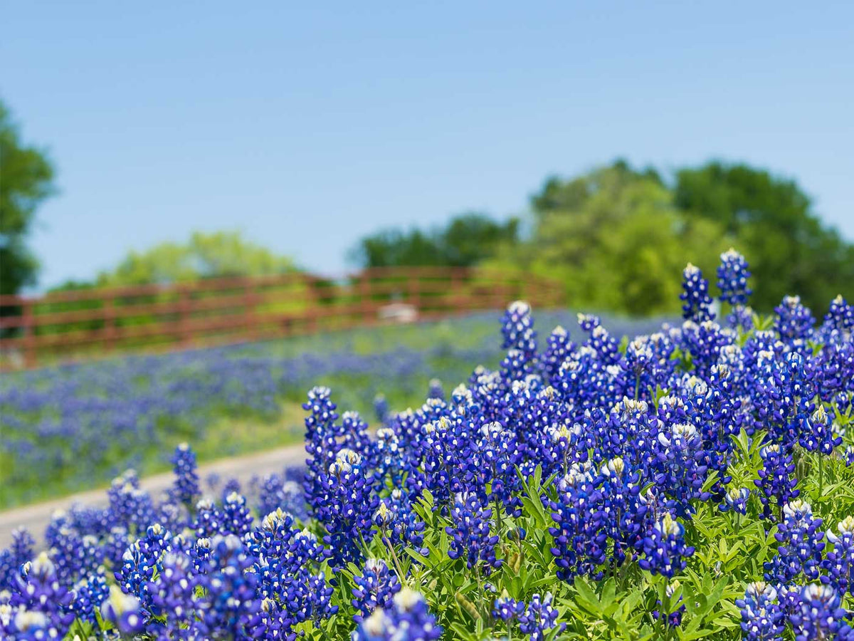 100 Bluebonnet Flower Seeds – New Hill Farms