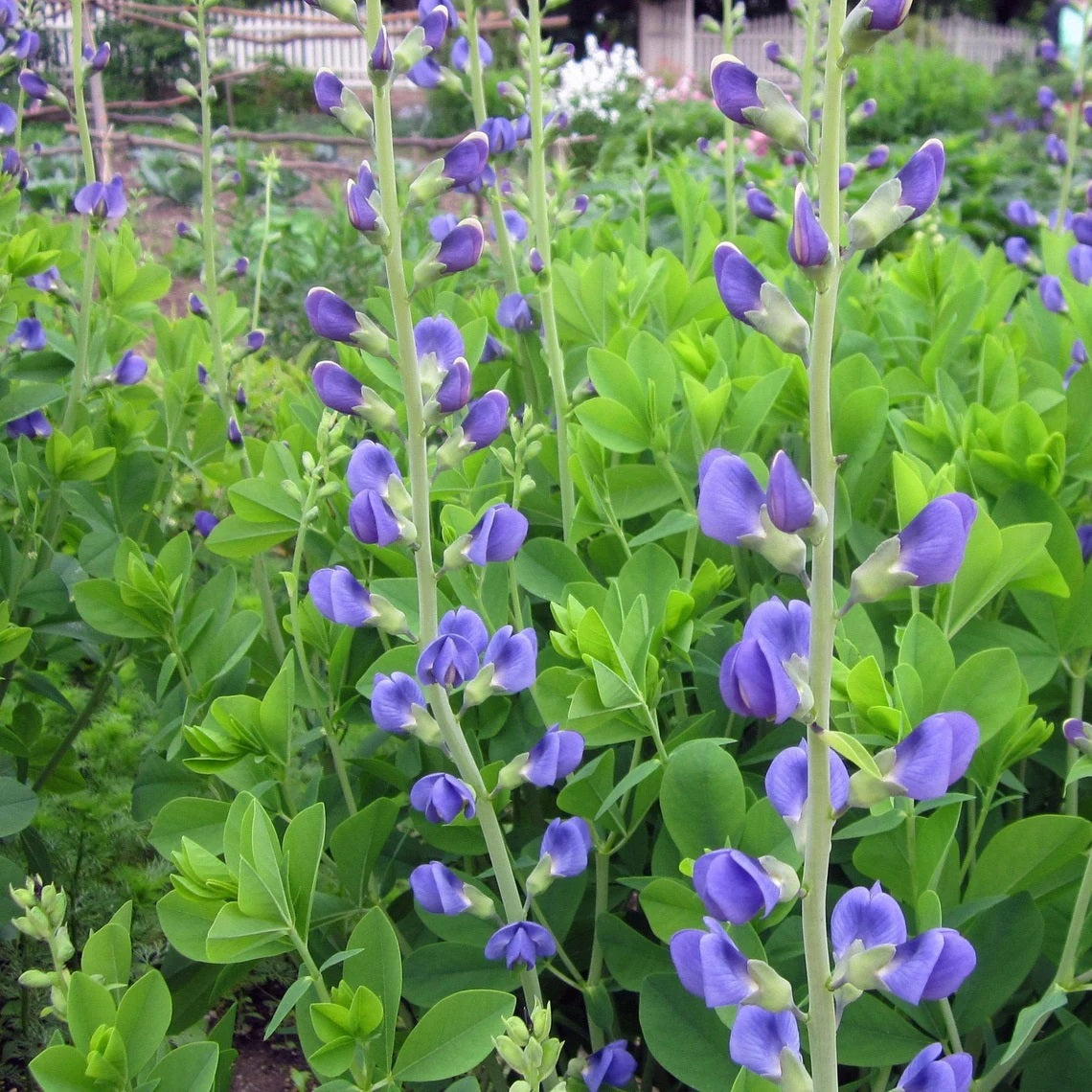 Plants That Are Indigo How To Care For An Indigo Baptisia False