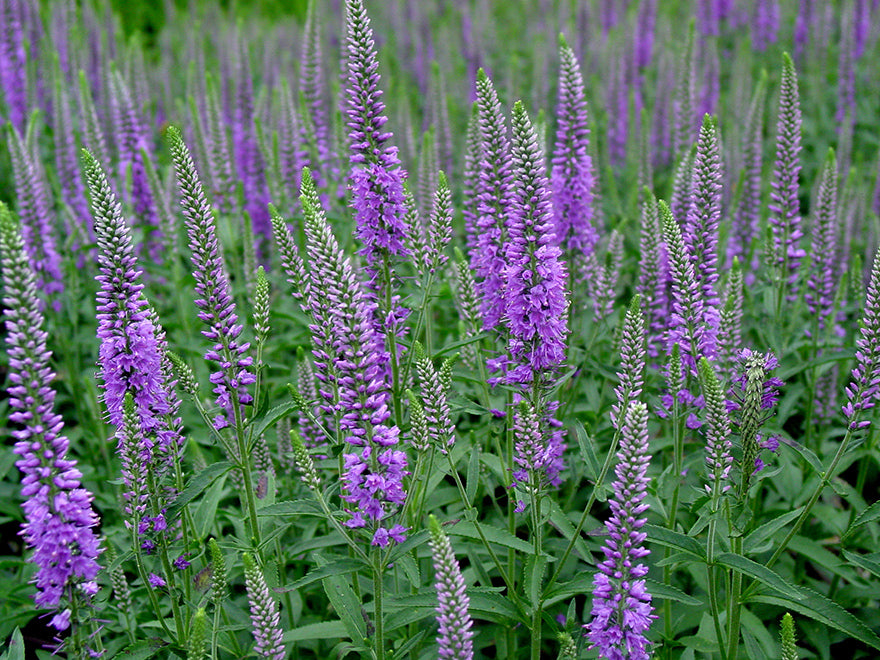 200 Veronica "Garden Speedwell" Flower Seeds – New Hill Farms