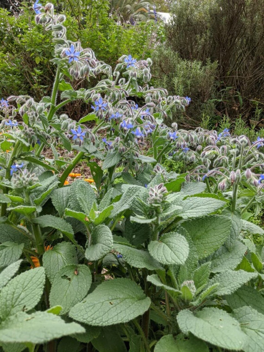 100 Borage Flower Seeds – New Hill Farms