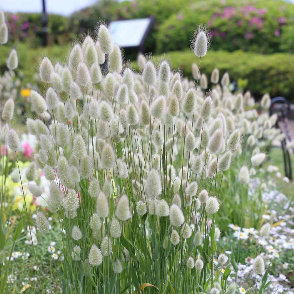 50 Bunny Tails Flower Seeds – New Hill Farms