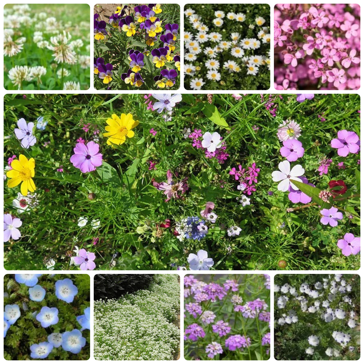 500+ Flowering Ground Cover Seed Mix – New Hill Farms