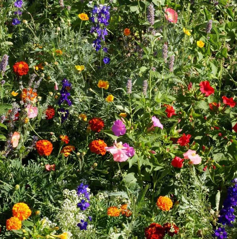 2000+ Deer and Rabbit Resistant Flower Seed Mix – New Hill Farms