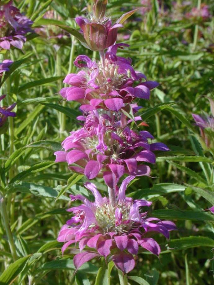 500+ Lemon Mint Bee Balm Flower Seeds – New Hill Farms
