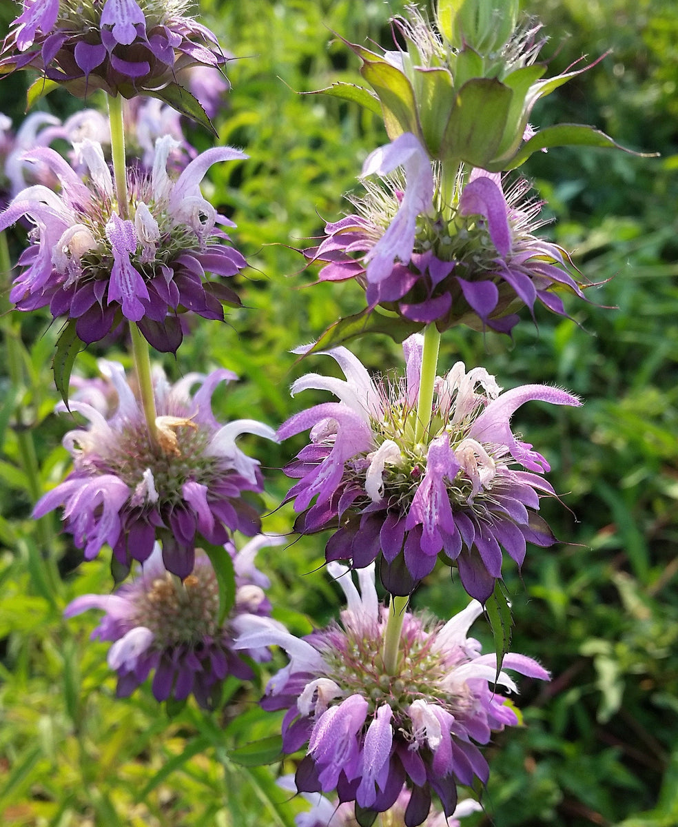 500+ Lemon Mint Bee Balm Flower Seeds – New Hill Farms