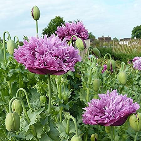 500 Purple Double Peony Poppy Flower Seeds – New Hill Farms
