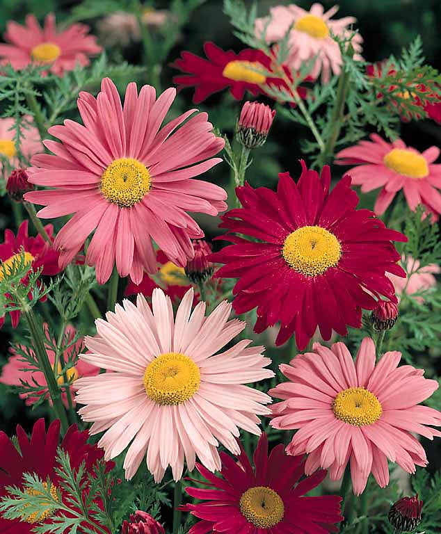 100 Robinson's Painted Daisy Flower Seeds – New Hill Farms