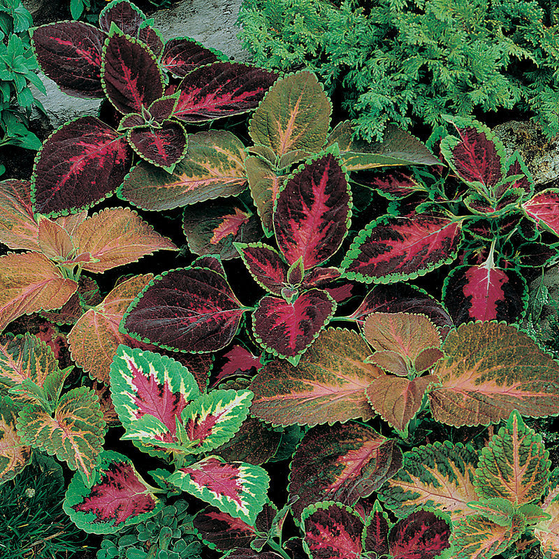100 Rainbow Coleus Seeds – New Hill Farms