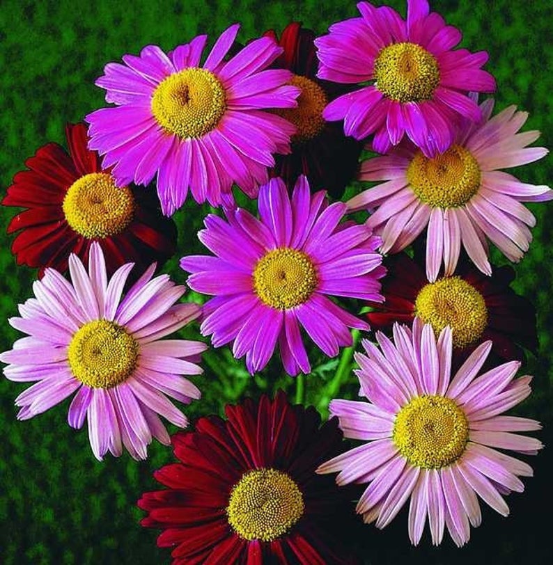 100 Robinson's Painted Daisy Flower Seeds – New Hill Farms