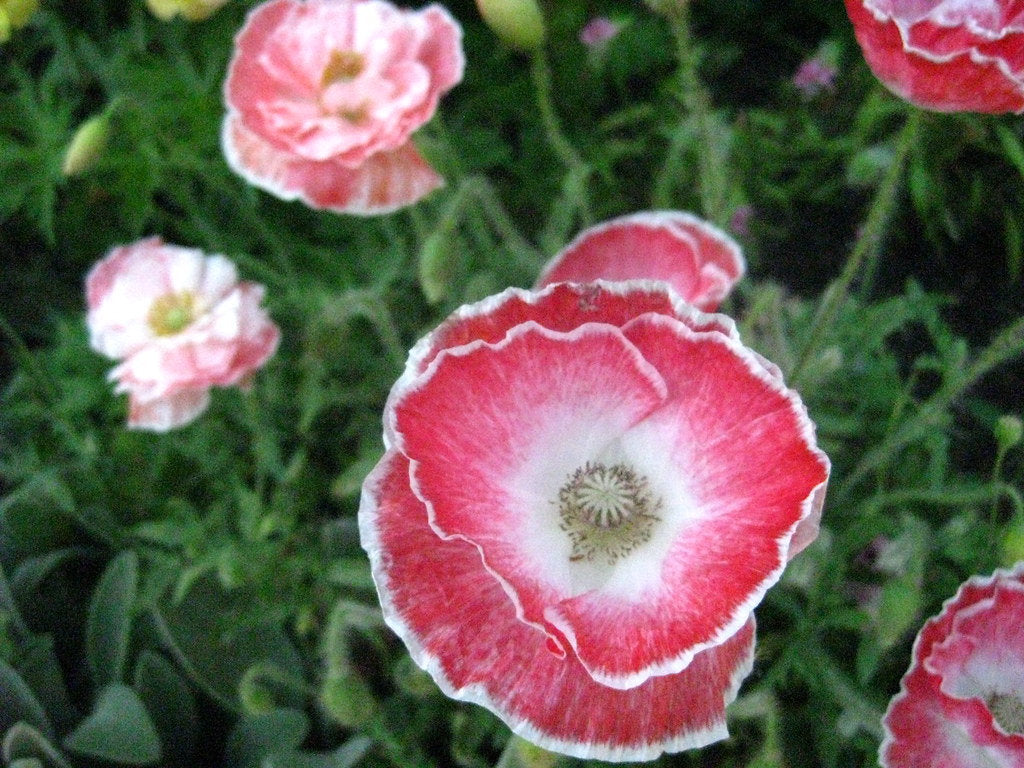 300 Falling in Love Poppy Flower Seeds – New Hill Farms