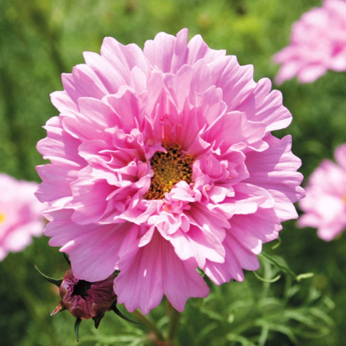 50 Double Dutch Rose Cosmos Flower Seeds – New Hill Farms