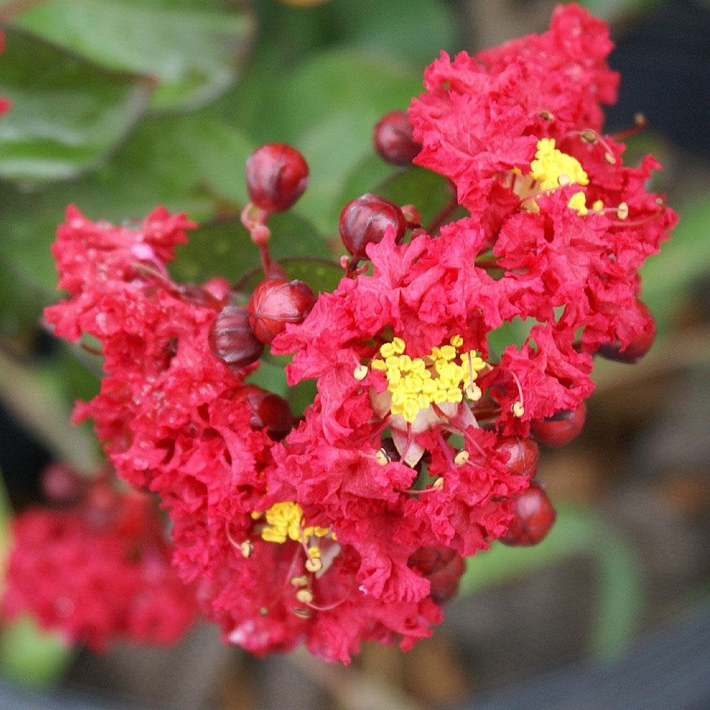 25 Red Dynamite Crepe Myrtle Tree Seeds – New Hill Farms