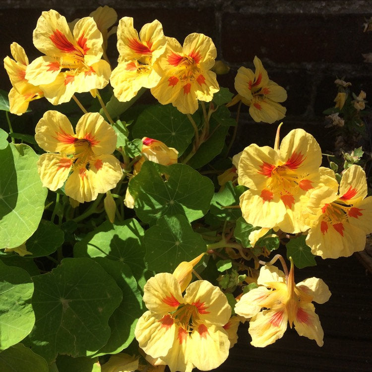 25 "Peach Melba" Nasturtium Flower Seeds – New Hill Farms