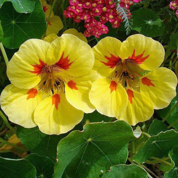 25 "Peach Melba" Nasturtium Flower Seeds – New Hill Farms
