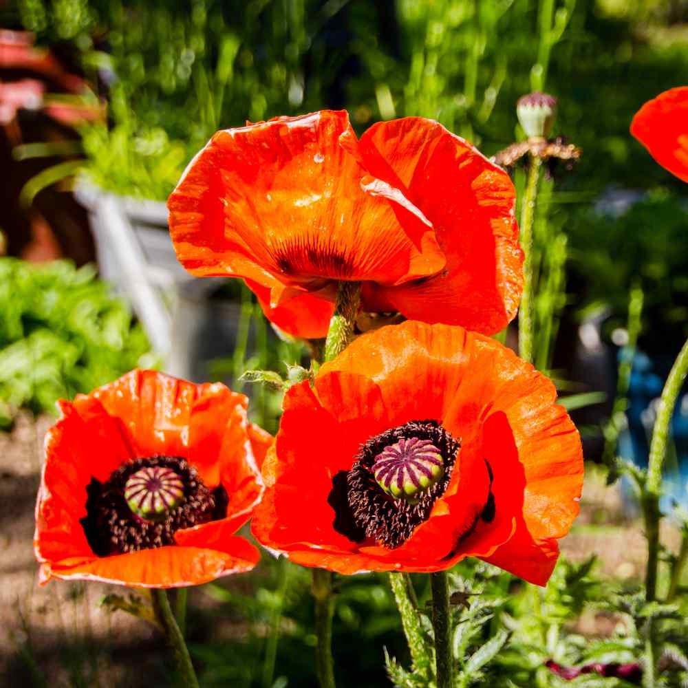 100 "Brilliant" Oriental Poppy Flower Seeds – New Hill Farms