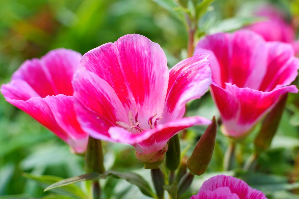 300 "Farewell to Spring" Clarkia Flower Seeds – New Hill Farms