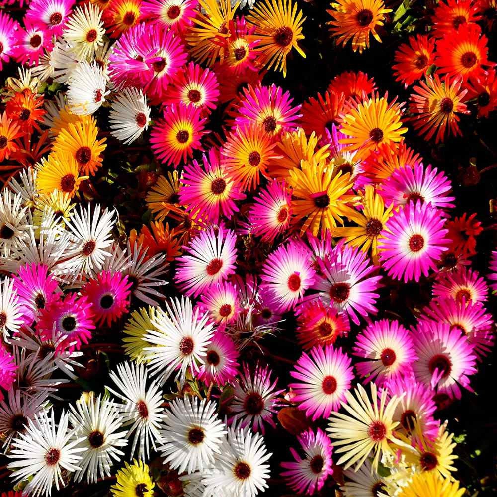 500+ Ice Plant Mixed Color Flower Seeds – New Hill Farms