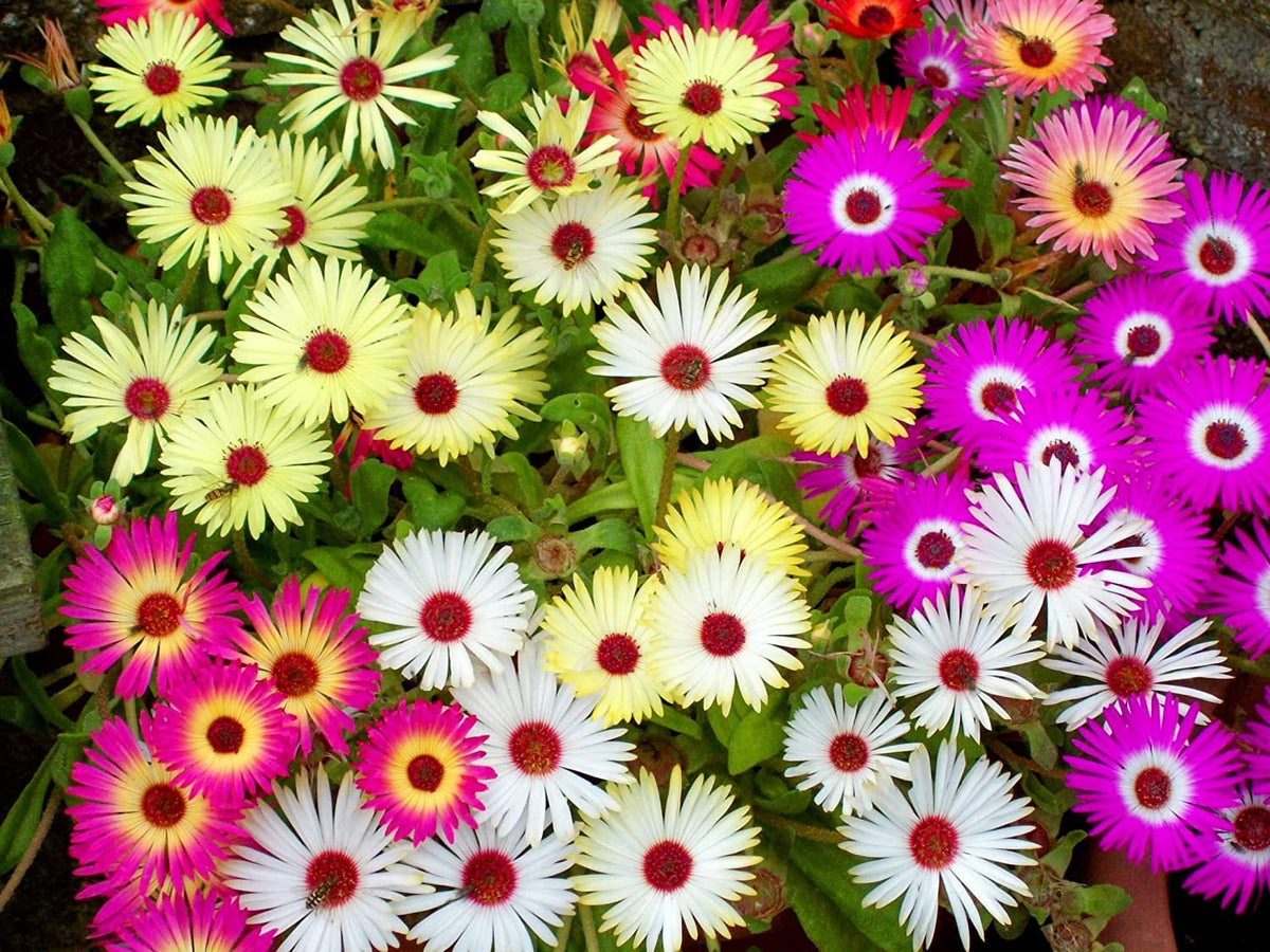 500+ Ice Plant Mixed Color Flower Seeds – New Hill Farms