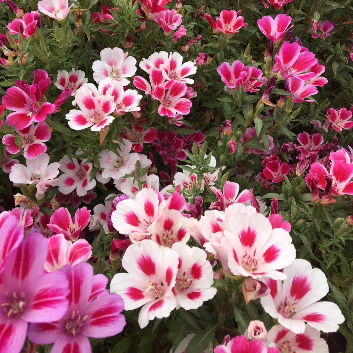 300 "Farewell to Spring" Clarkia Flower Seeds – New Hill Farms
