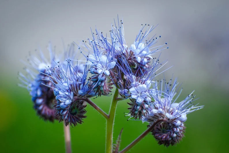200 Lacy Phacelia Flower Seeds – New Hill Farms