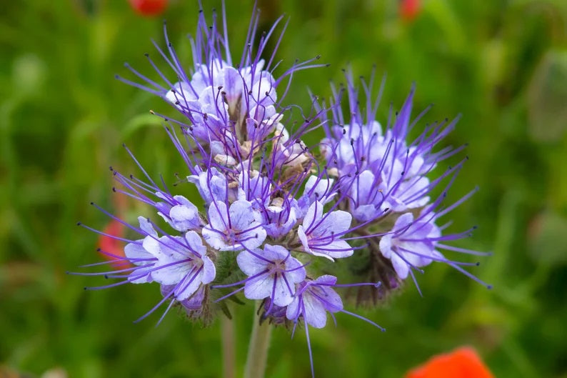 200 Lacy Phacelia Flower Seeds – New Hill Farms