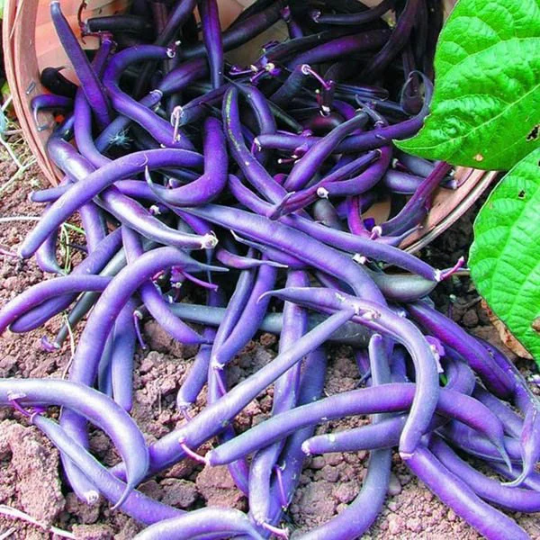 25 Organic Royalty Purple Bush Bean Vegetable Seeds – New Hill Farms
